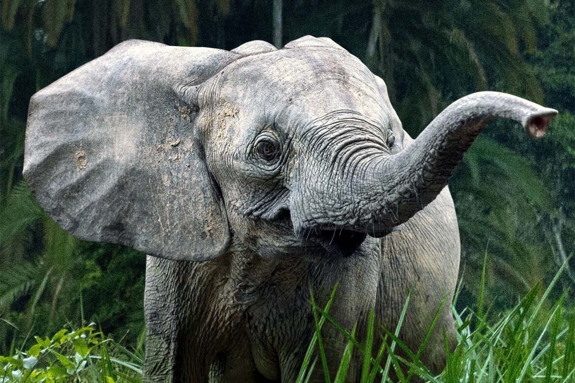 Earth Day 2023: "Die geheimnisvolle Welt der Elefanten" bei Disney+ ...